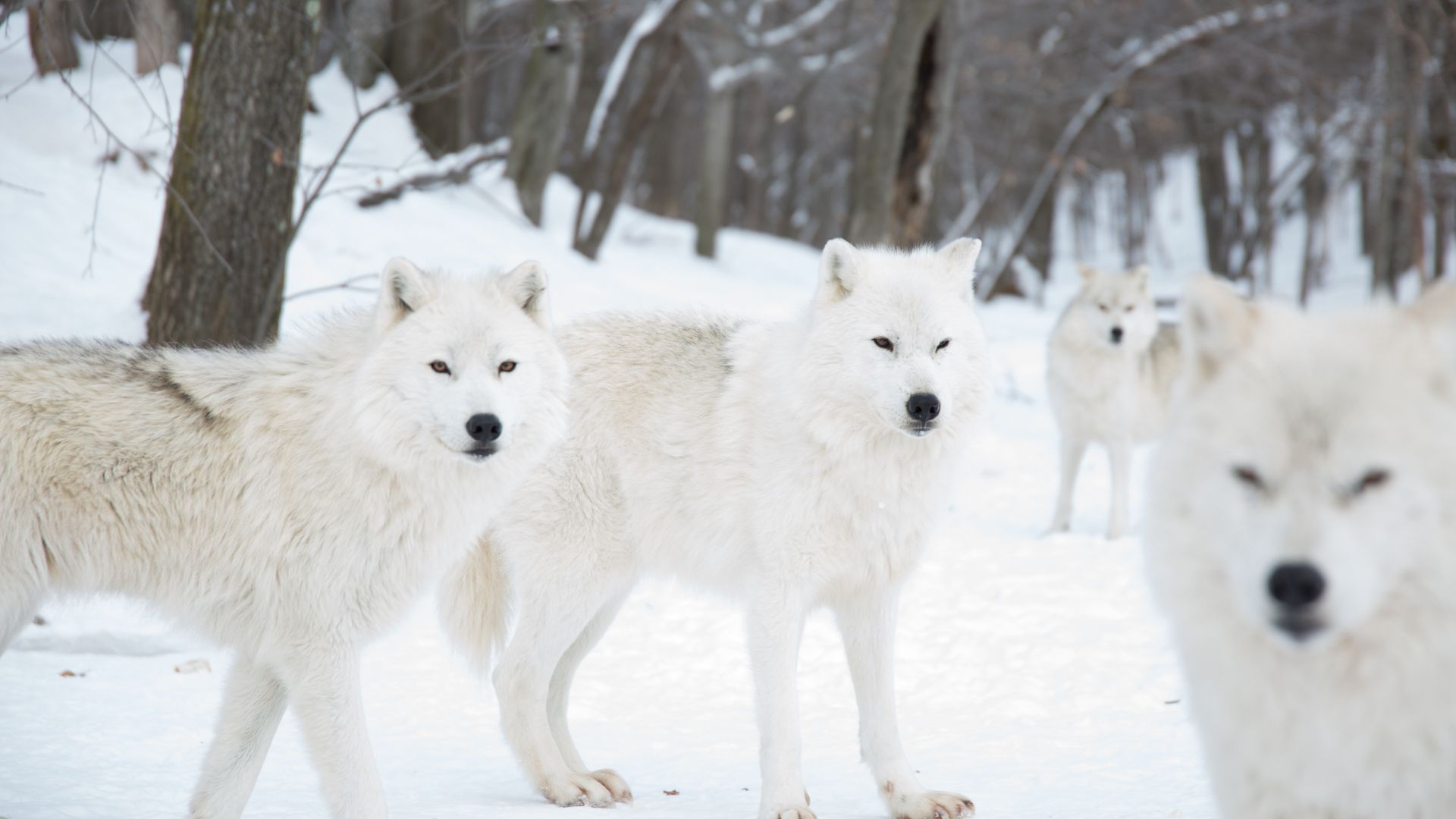 A court said the ‘wolf pack’ case in Spain was nonconsensual sex, not ...